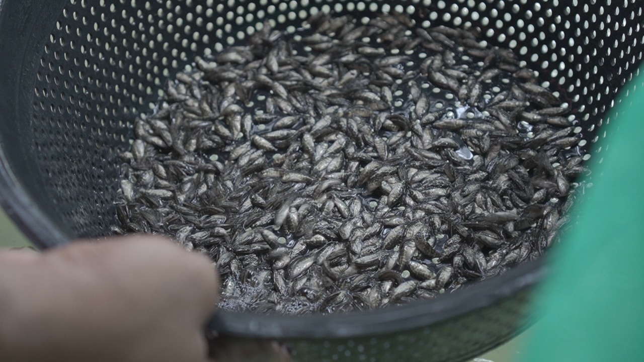 KKP: Gabus Haruan Jadi Buruan Hidangan Lebaran, Papuyu Tetap Jadi ...